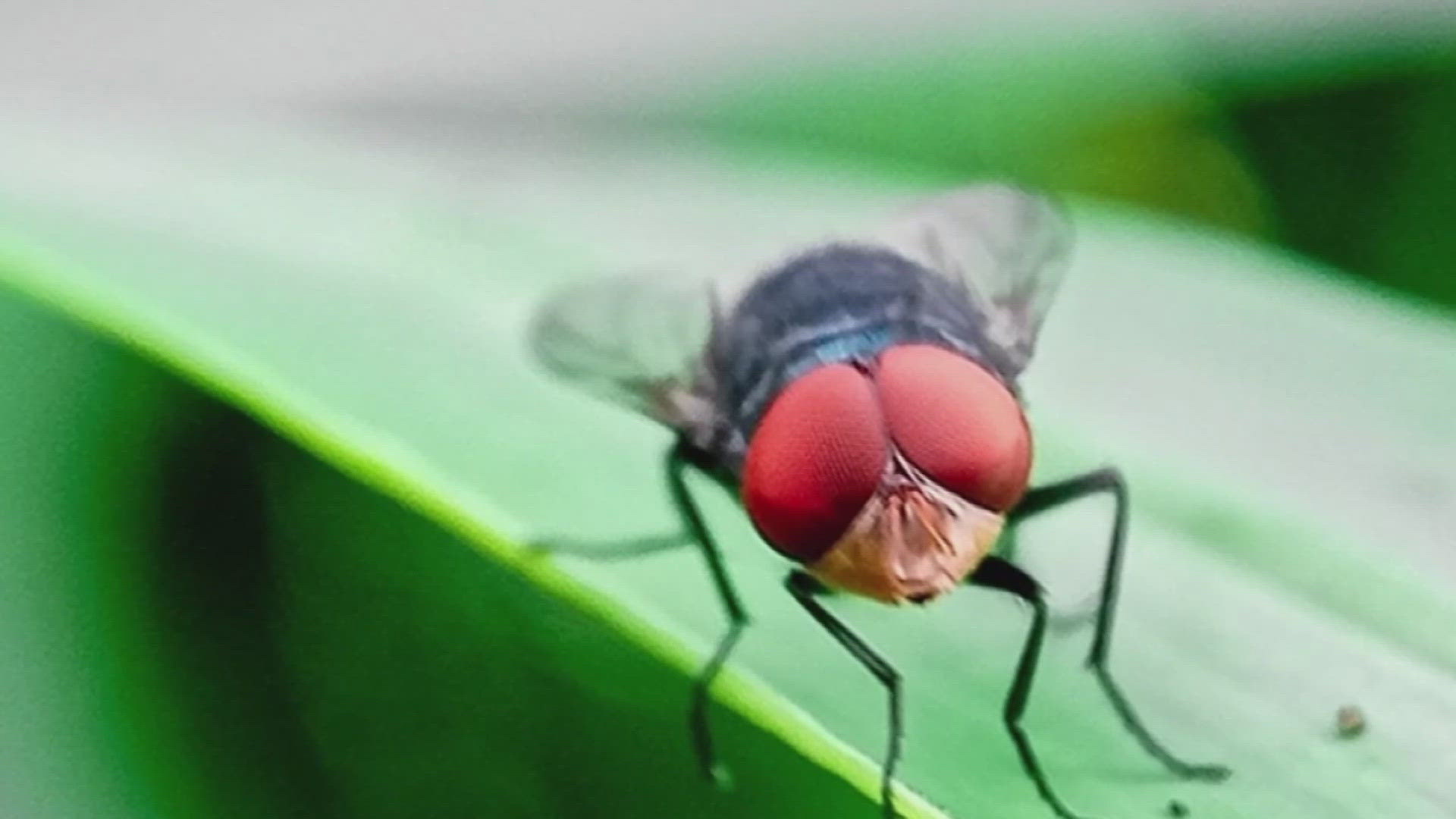 New World Screwworm puts fear in Texas ranchers as parasite detected ...