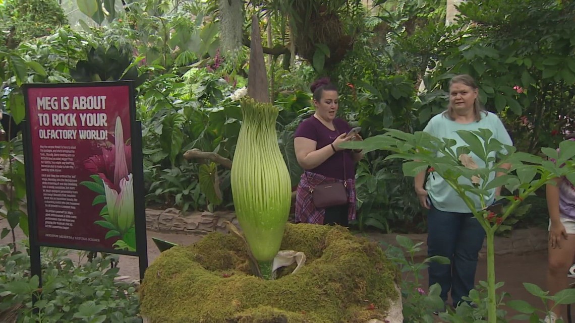Corpse flower blooming at Houston Museum of Natural Science | myfoxzone.com