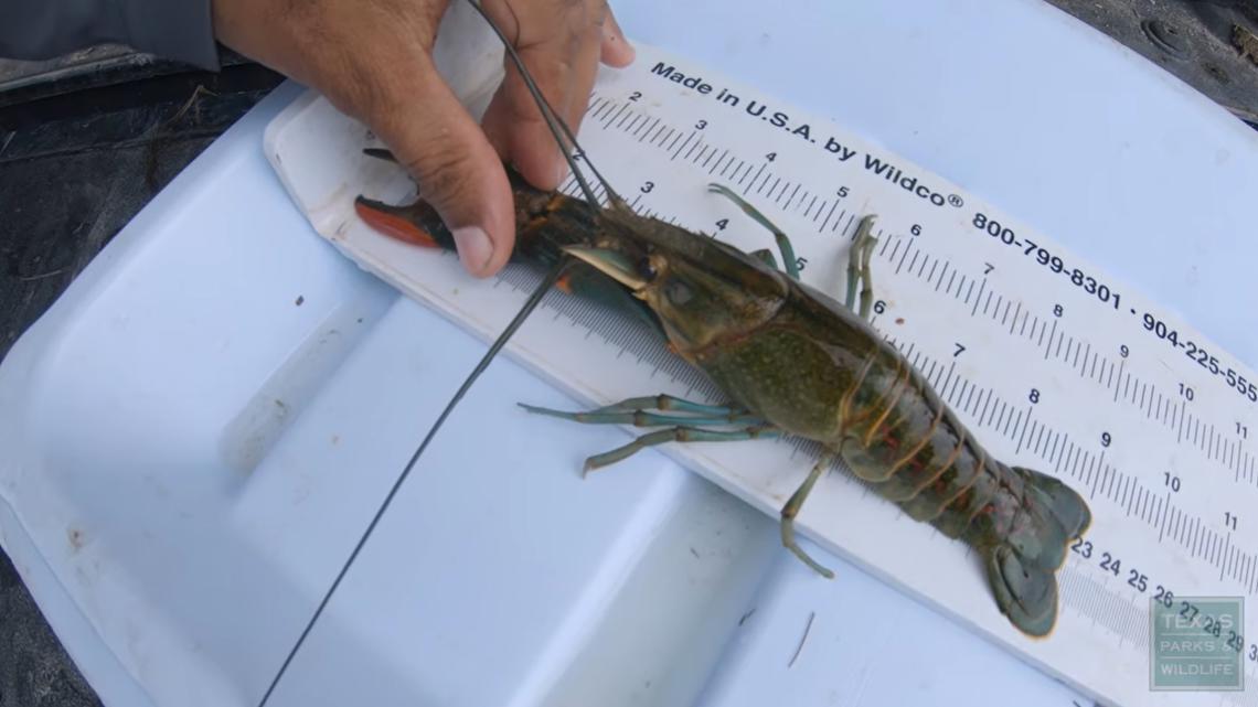 Scientists monitor invasive Australian crayfish threat in Texas ...