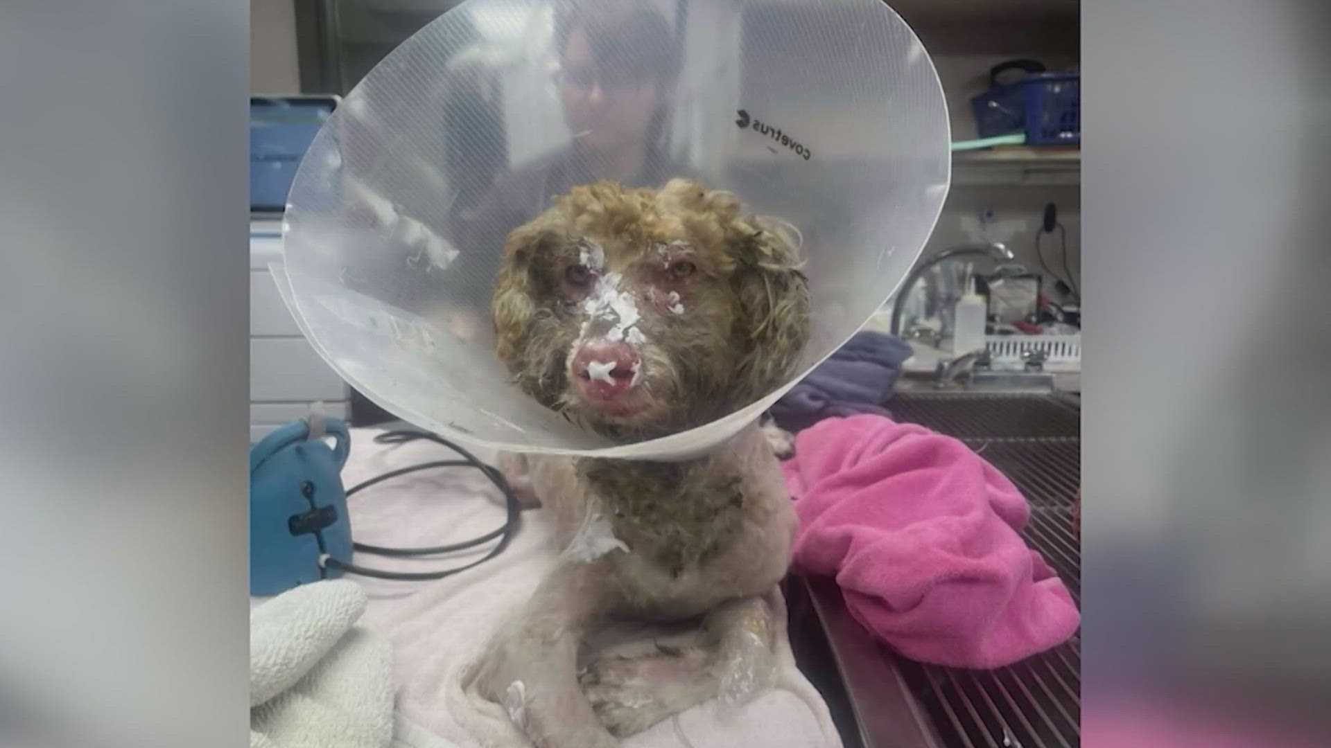 Dog rescued from highway after van fire is adopted | myfoxzone.com