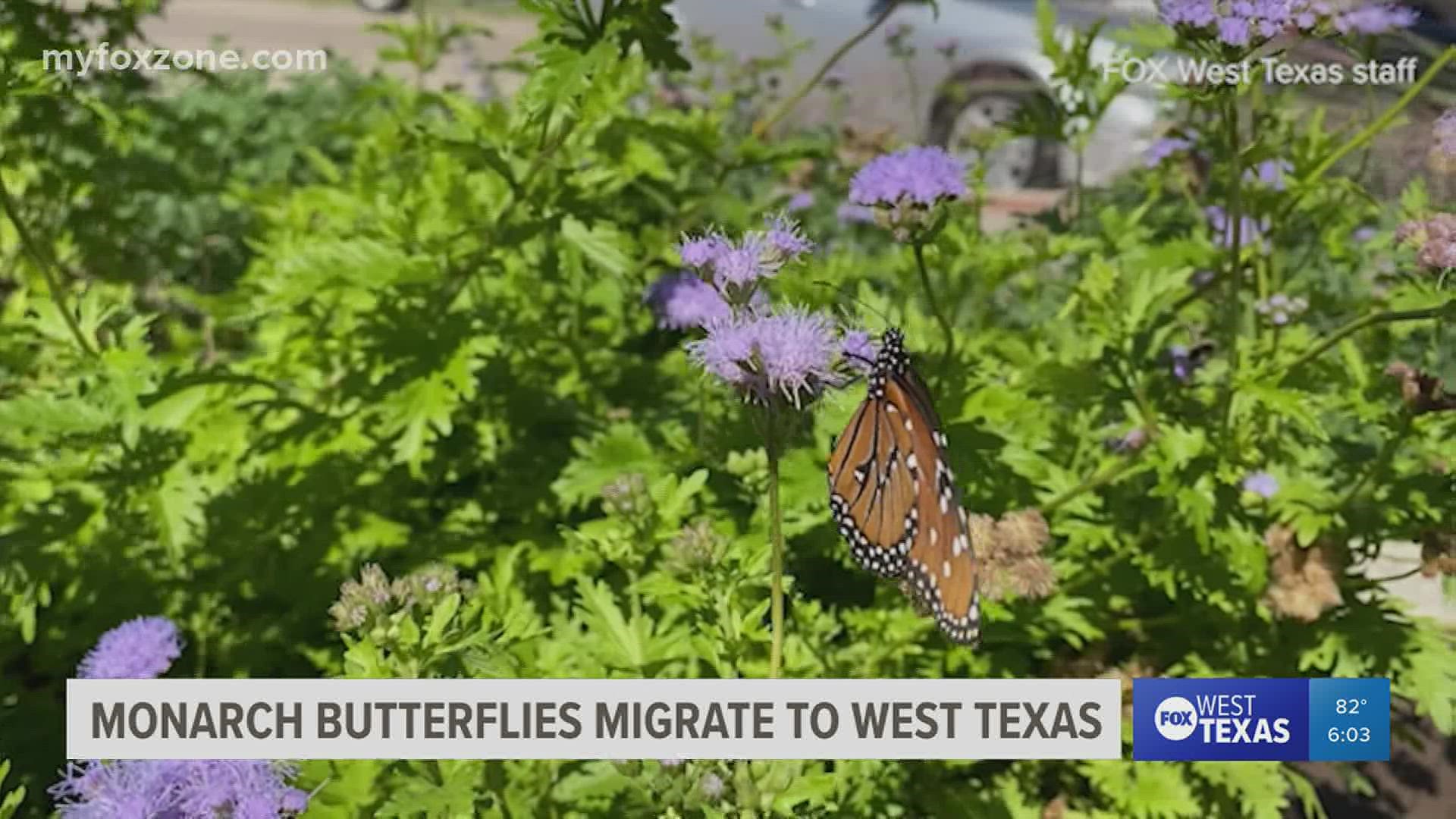 Monarch butterflies migrate their way through West Texas | myfoxzone.com