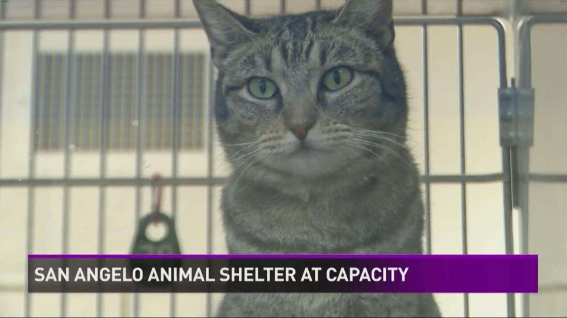 San Angelo Animal Shelter Reaches Max Capacity | myfoxzone.com