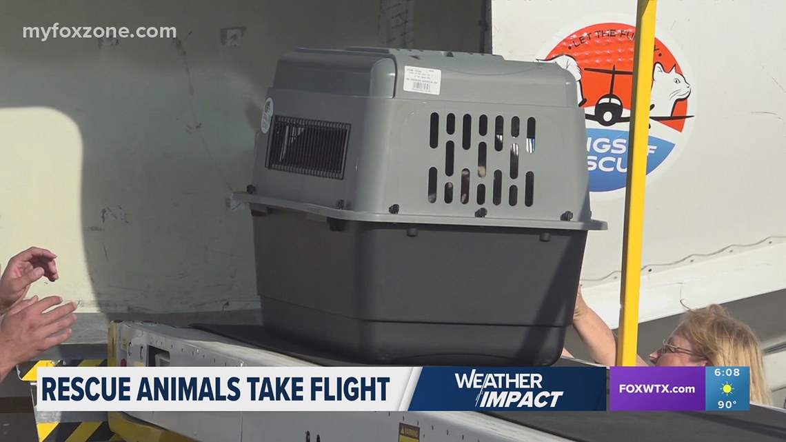 San Angelo animals fly to safety amid flooding rescue efforts ...