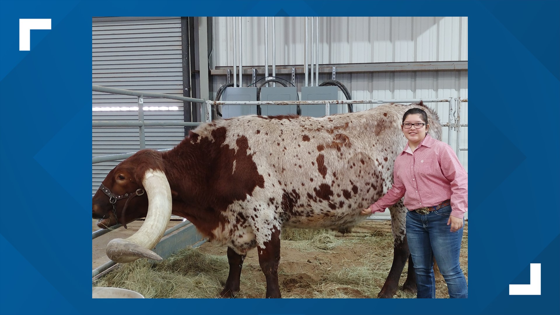Bucklehead BCB holds Guinness World Record for longest horns ...