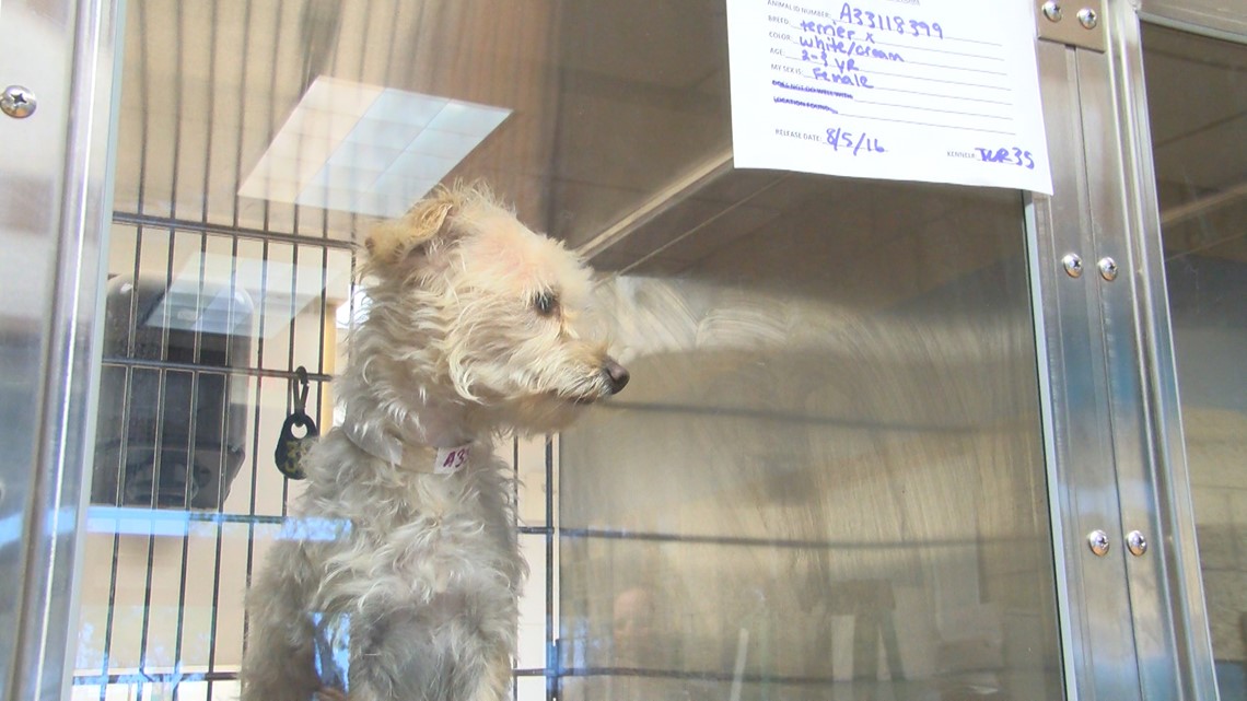 CRISIS - Animal shelters are over capacity | Timebomb 2000