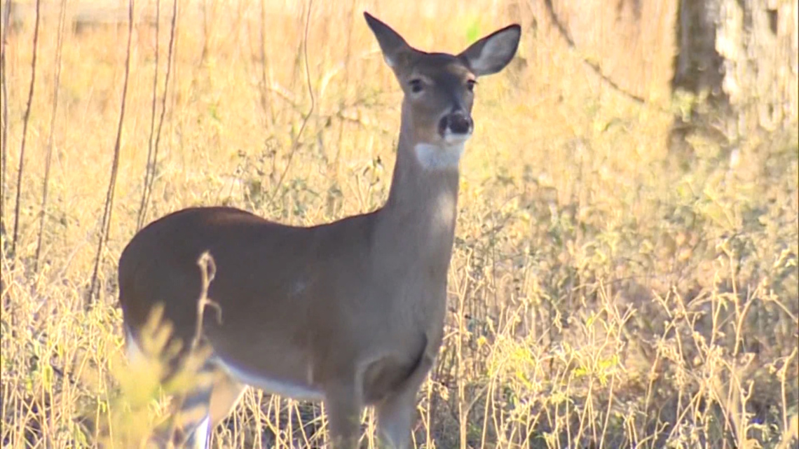 'Ghost Deer' investigation underway in Tom Green County | myfoxzone.com