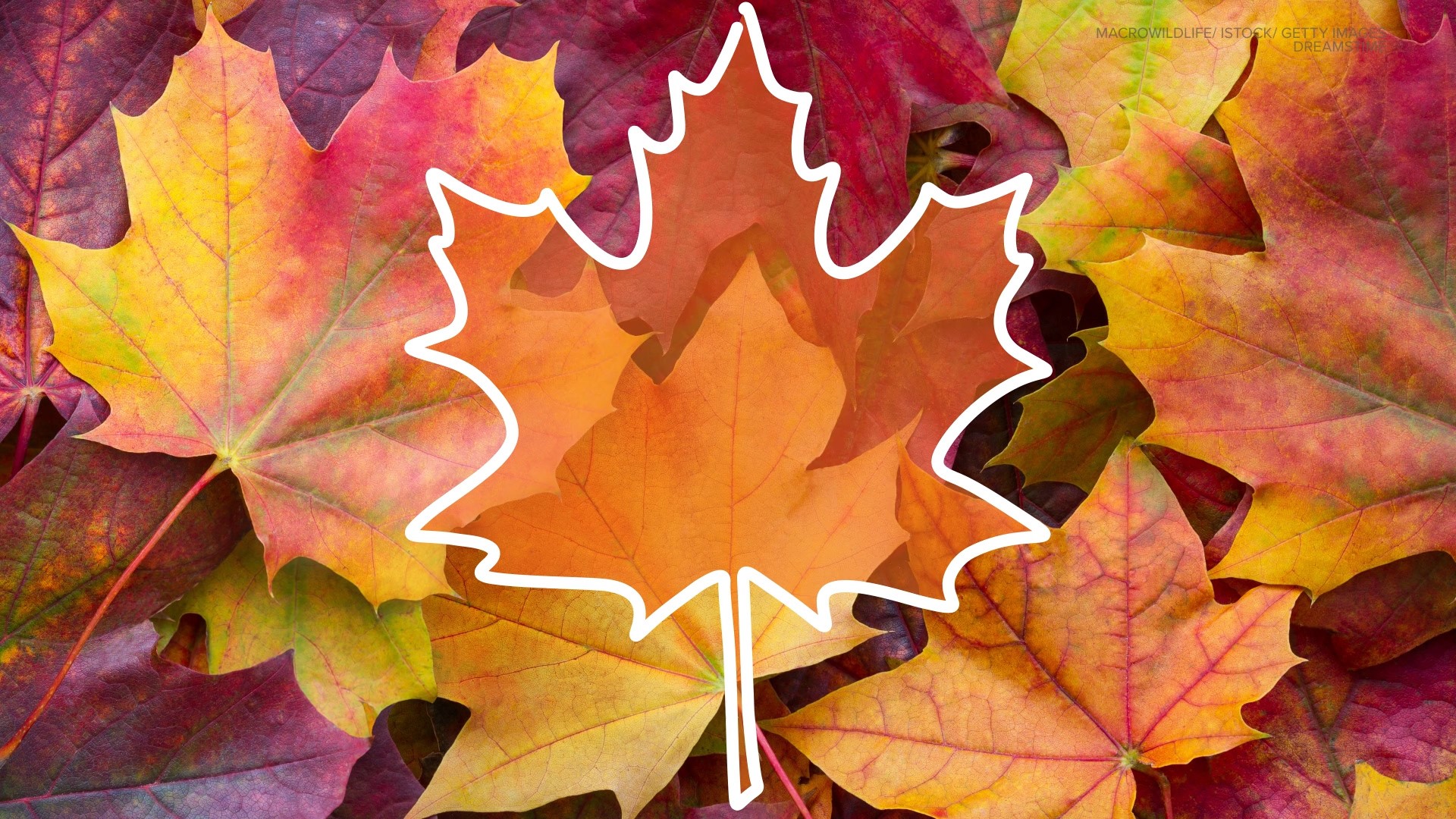 This map shows you the peak of fall foliage in West Texas | myfoxzone.com