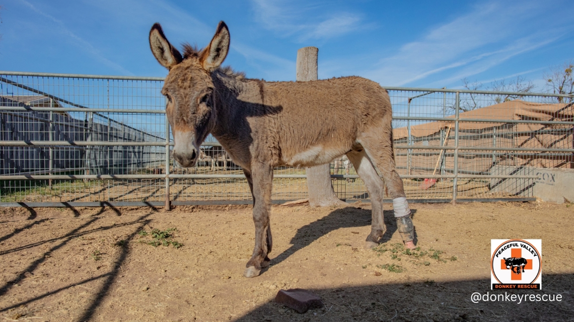 Peaceful Valley Donkey Rescue highlights major neglect cases during ...