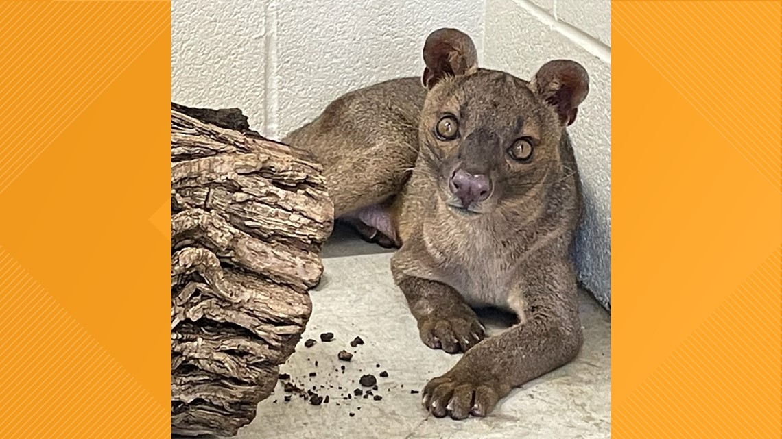 Rico the fossa has died, the Abilene Zoo says | myfoxzone.com