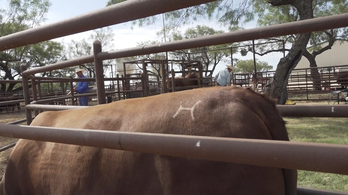 Halfmann family signs their Red Angus with the letter "H" | myfoxzone.com