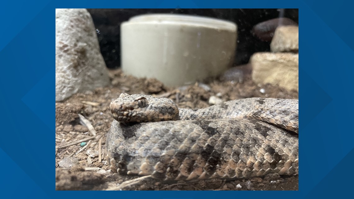 It's rattlesnake season in West Texas. Here's what to look out for ...