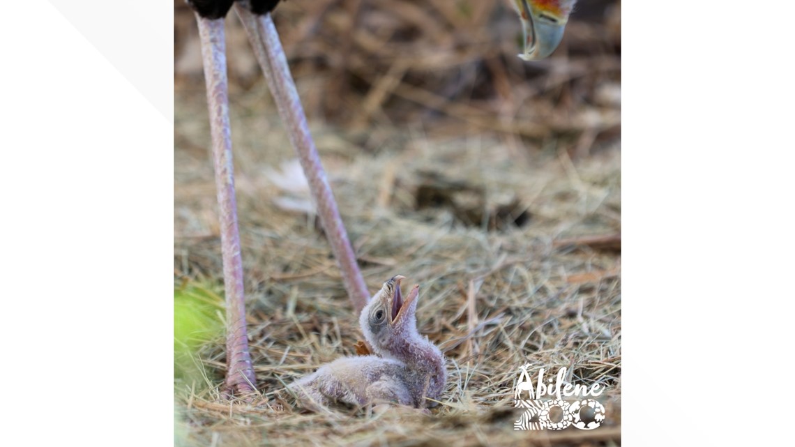 New secretary chick hatched at Abilene Zoo | myfoxzone.com