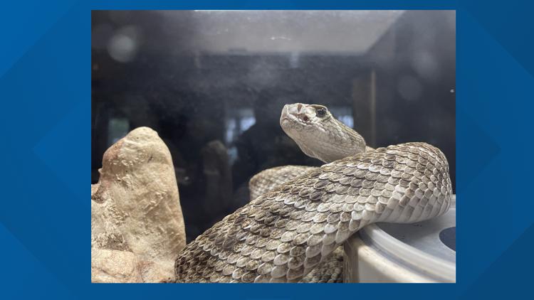 It's rattlesnake season in West Texas. Here's what to look out for ...