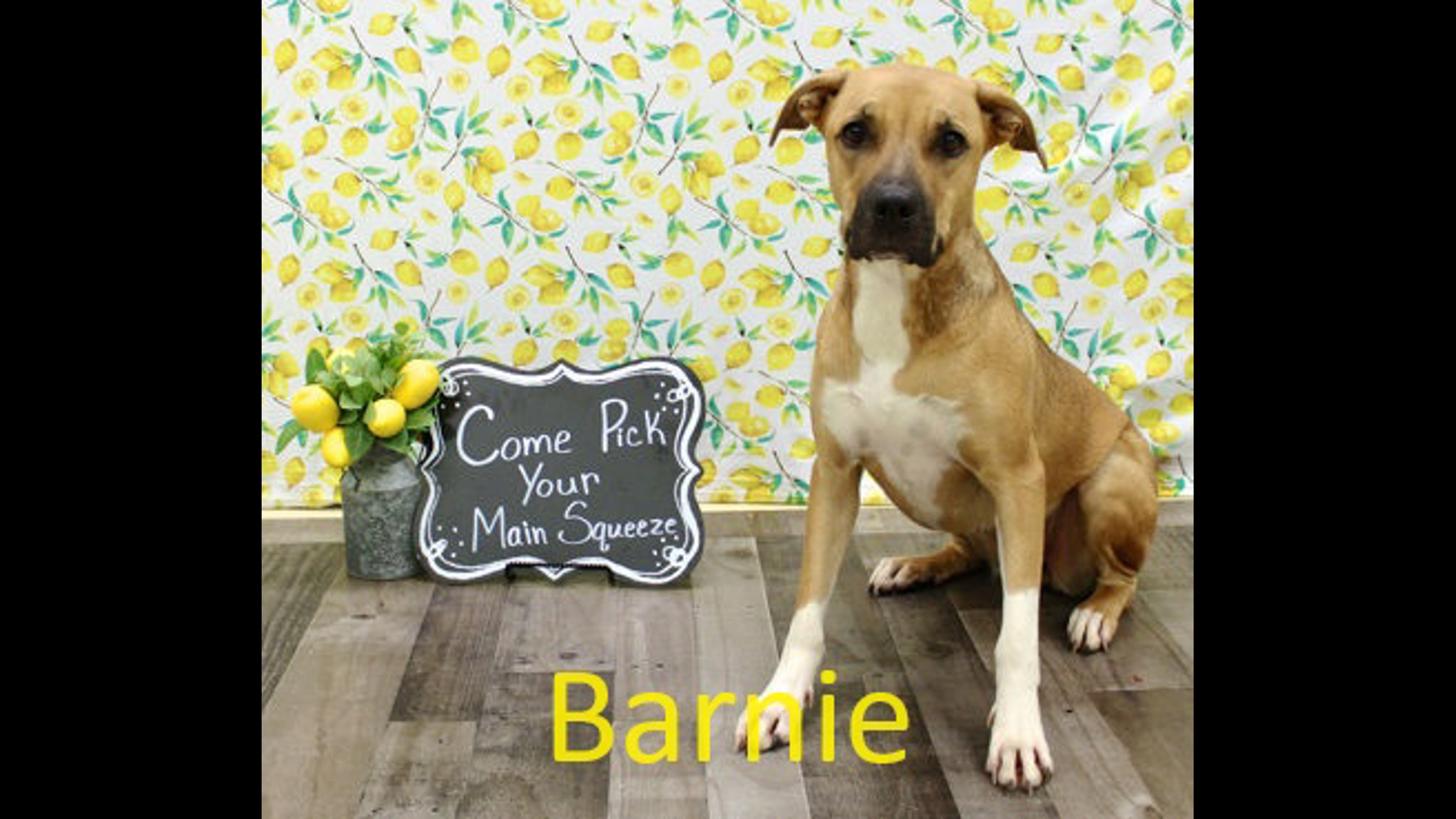 San Angelo Animal Shelter is over capacity | myfoxzone.com