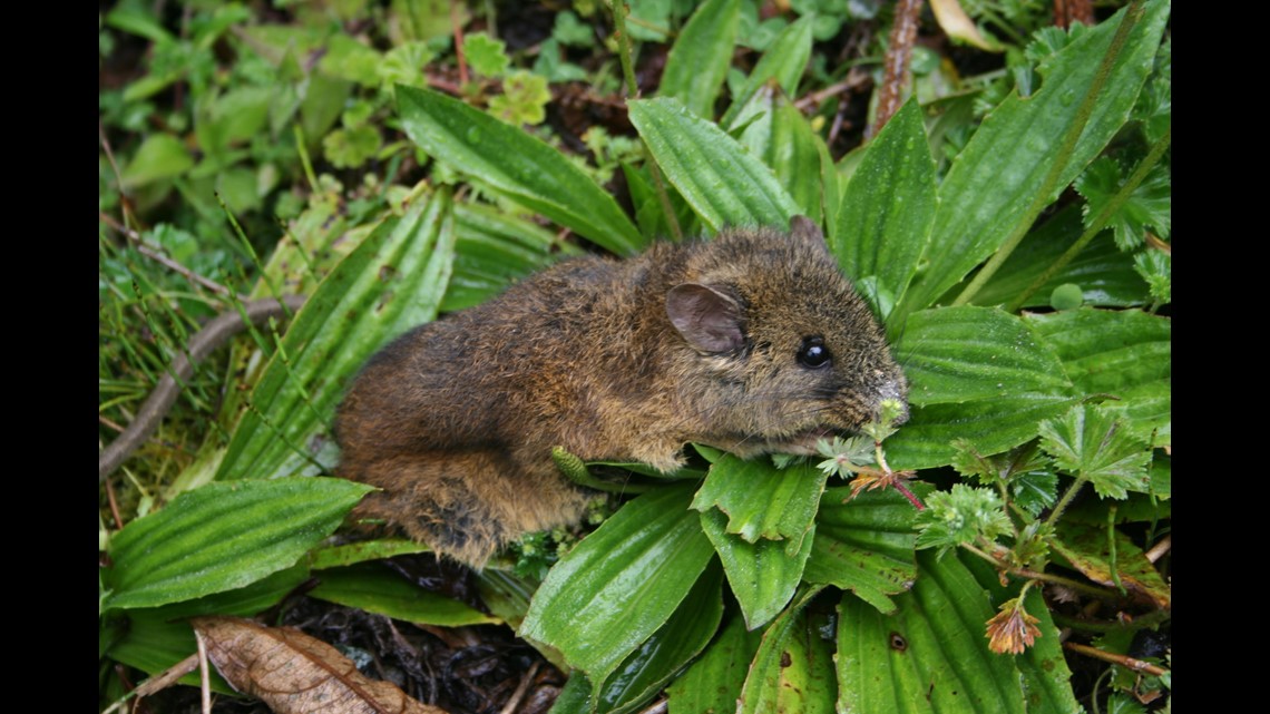 New species of rat discovered by ACU professor | myfoxzone.com