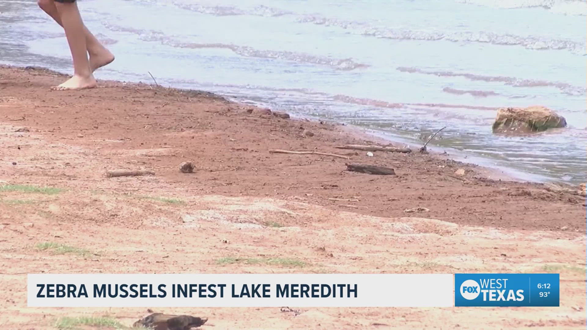 Zebra Mussels have infested Lake Meredith | myfoxzone.com