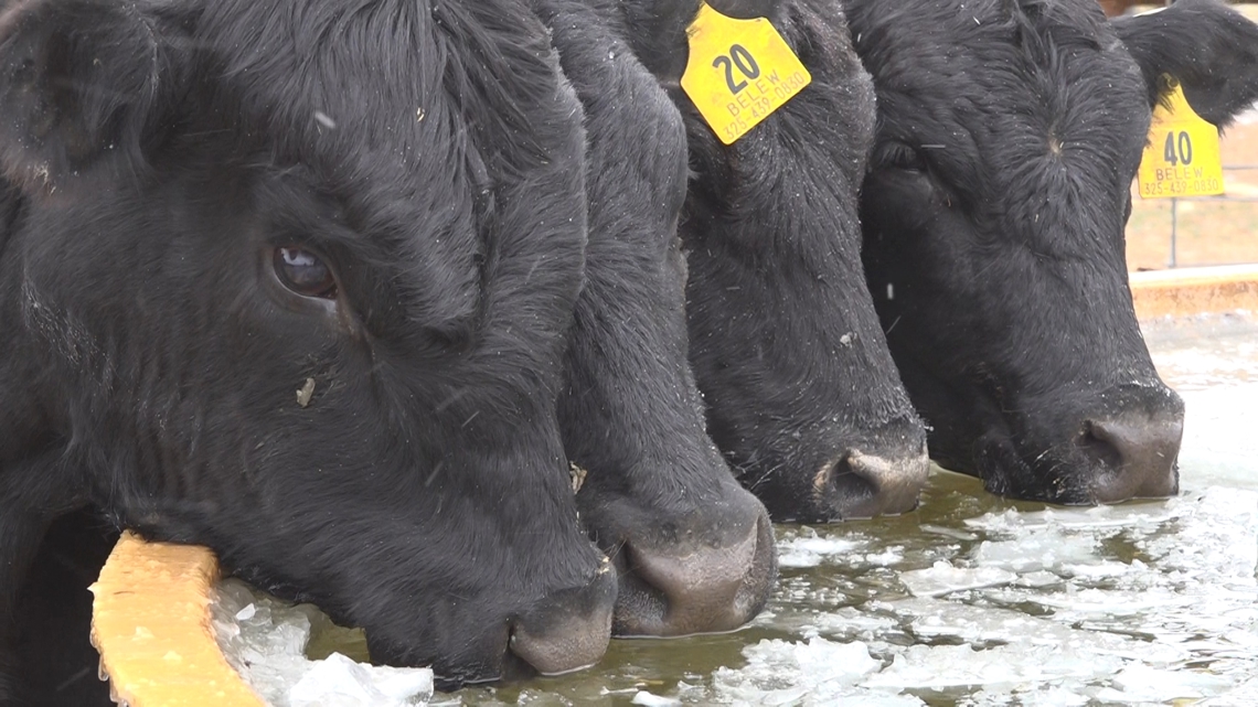 Extreme cold creates dangerous conditions for West Texas livestock ...