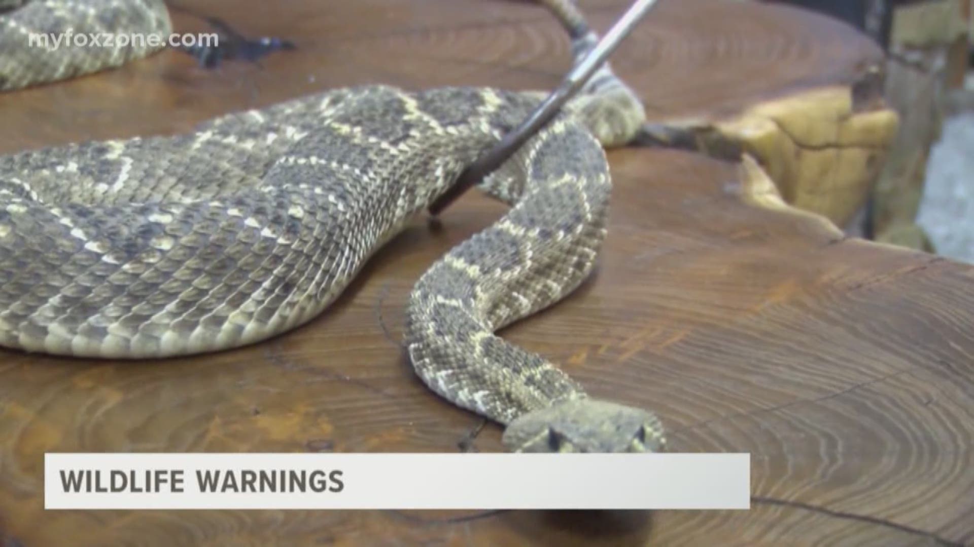 Wildlife Warnings: What to do if you see a snake, or a fawn that's ...