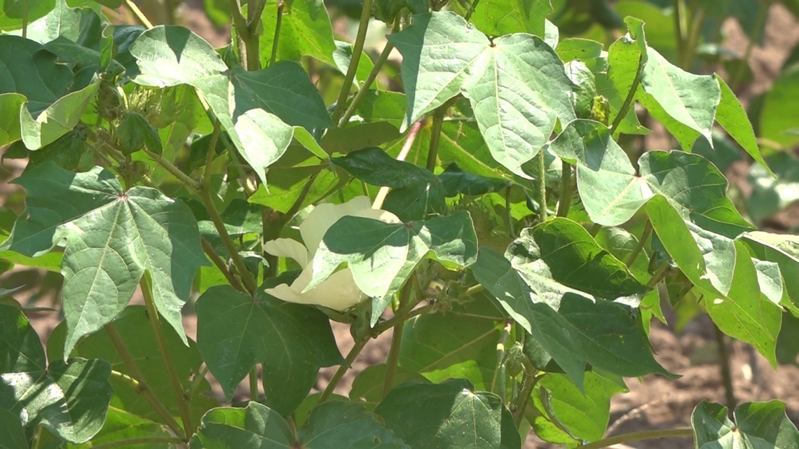 Concho Valley farmers seek more rain for cotton crop | myfoxzone.com