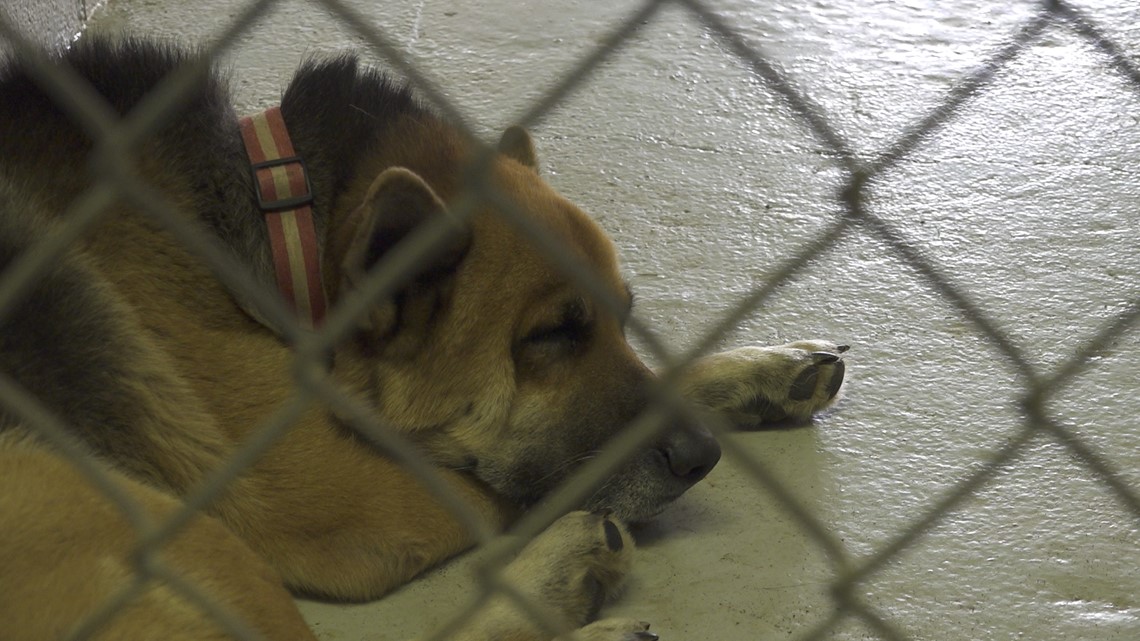 Anson Animal Shelter cleared, pets free from being euthanized this ...