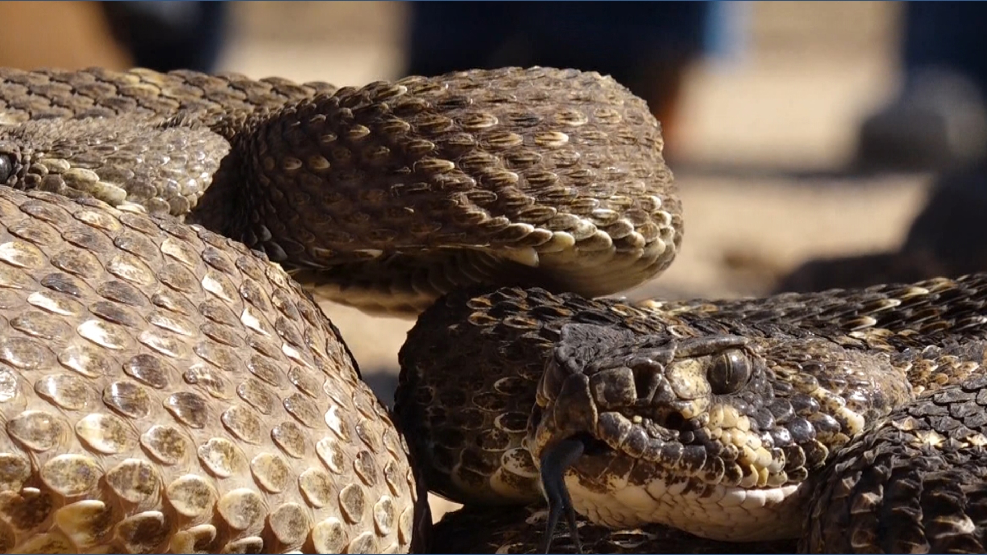 Snake season safety at San Angelo State Park | myfoxzone.com