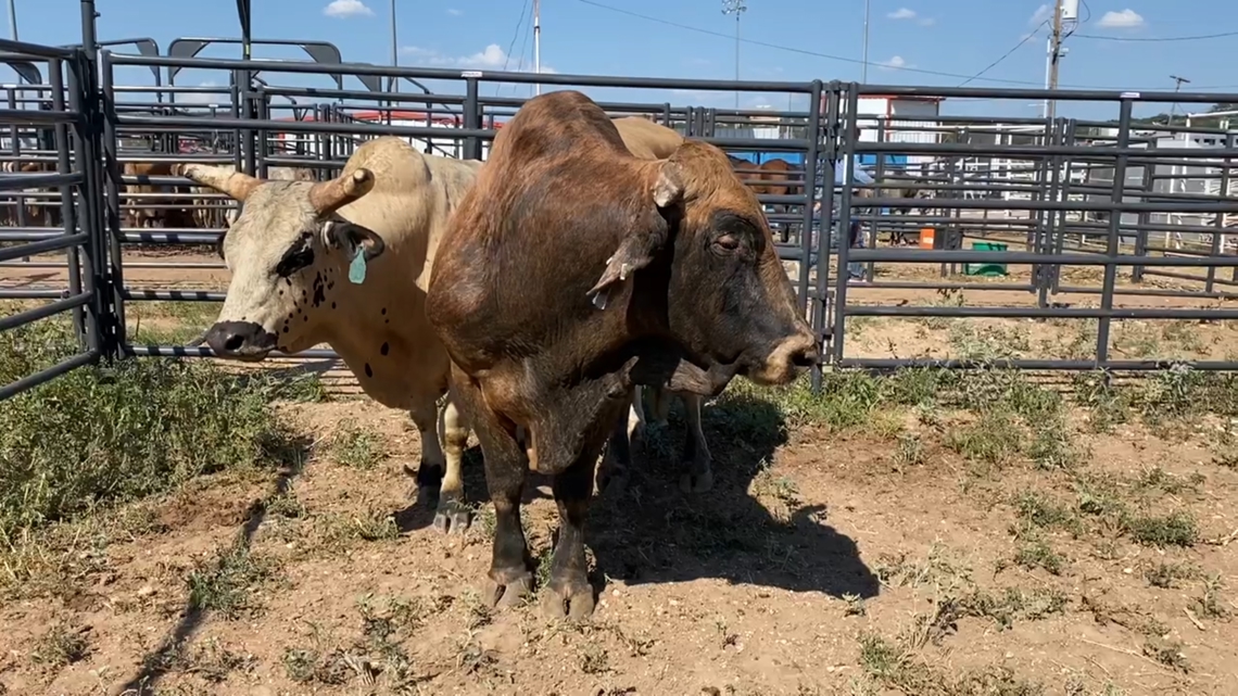Sonora Outlaw Rodeo to continue through Saturday | myfoxzone.com