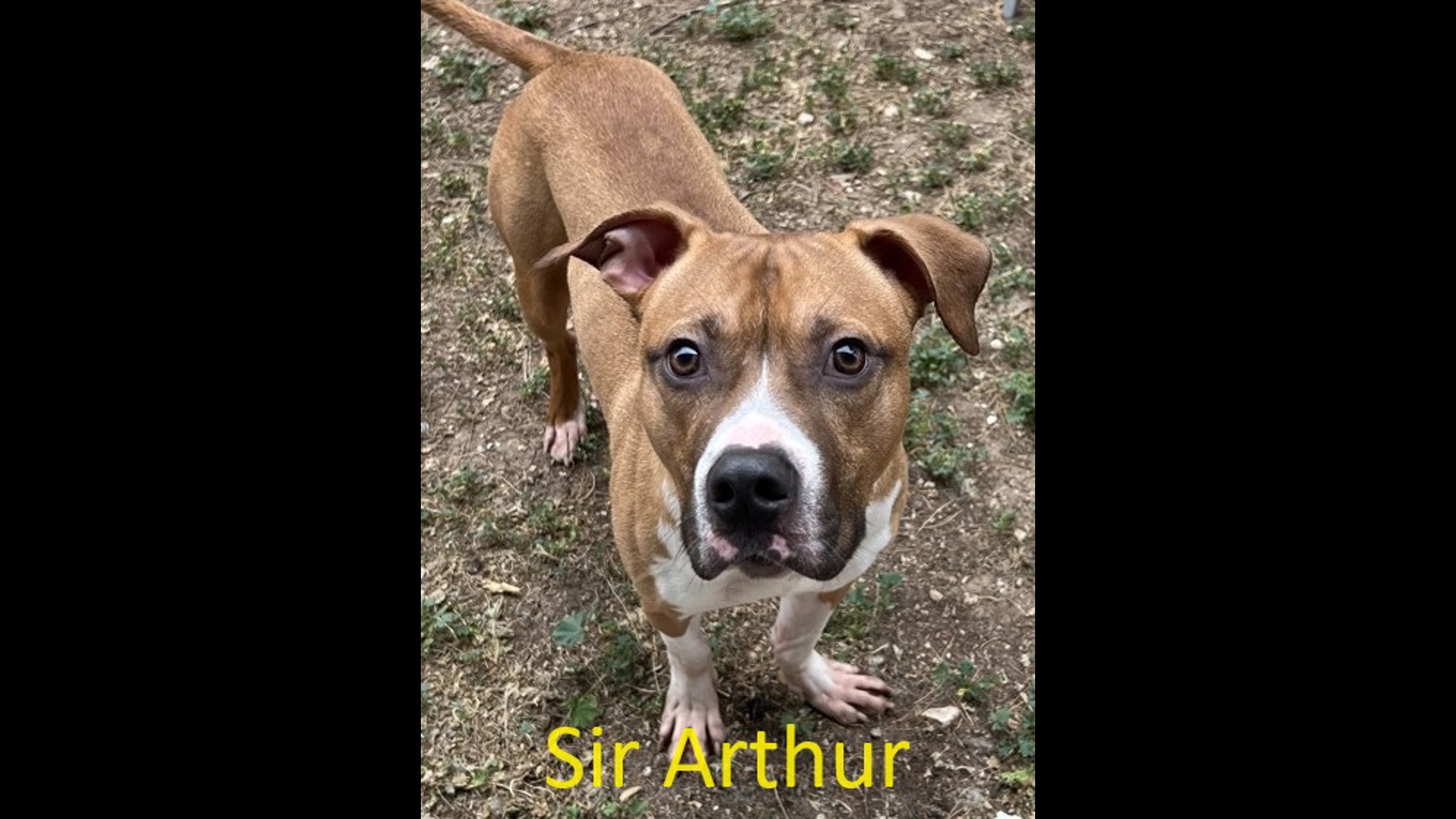 San Angelo Animal Shelter is over capacity | myfoxzone.com