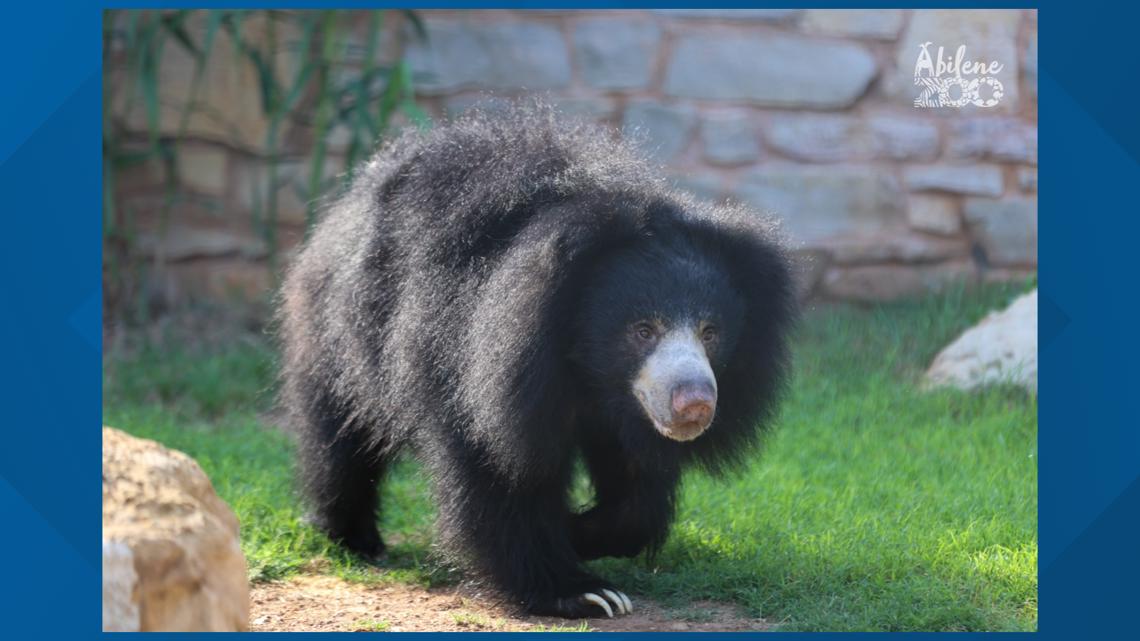 Meet Vicki the Sloth Bear at Abilene Zoo | myfoxzone.com