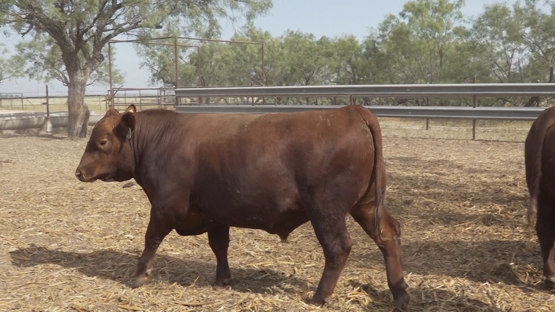 Halfmann family signs their Red Angus with the letter "H" | myfoxzone.com