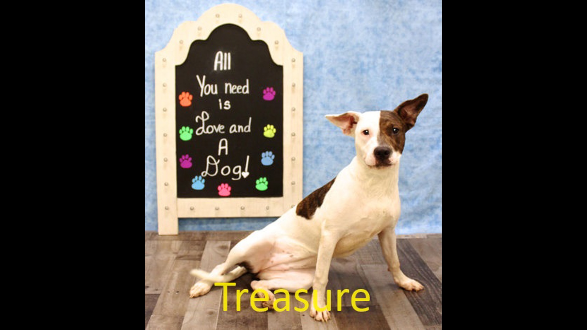 San Angelo Animal Shelter is over capacity | myfoxzone.com