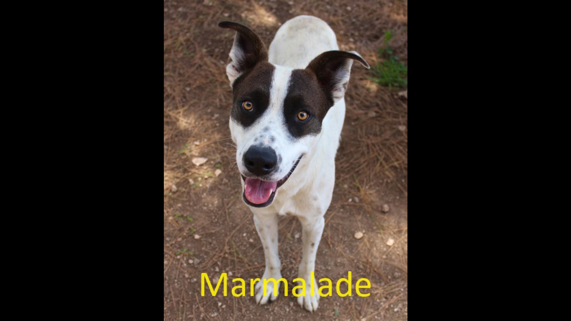 San Angelo Animal Shelter is over capacity | myfoxzone.com