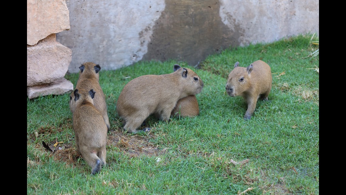 Abilene Zoo welcomes five baby capybaras | myfoxzone.com