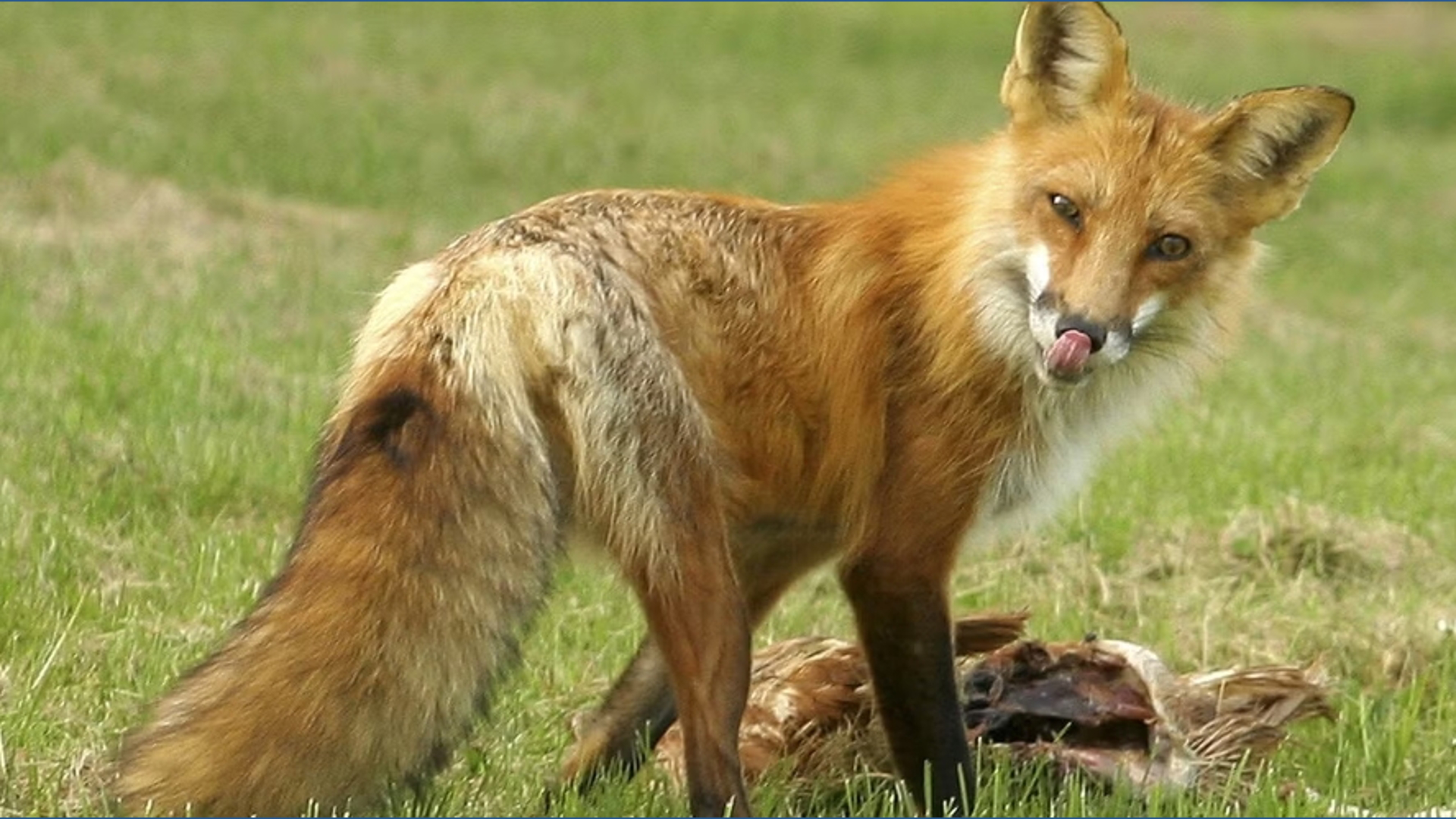 Rabid fox found in Sweetwater, prompting public health warning ...