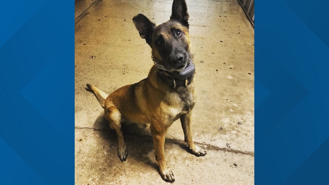 San Angelo Police K9, Duke, has crossed the rainbow bridge | myfoxzone.com