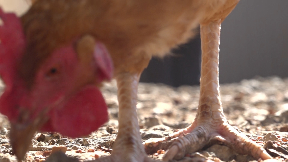 Nationwide egg shortage fuels surging local demand | myfoxzone.com