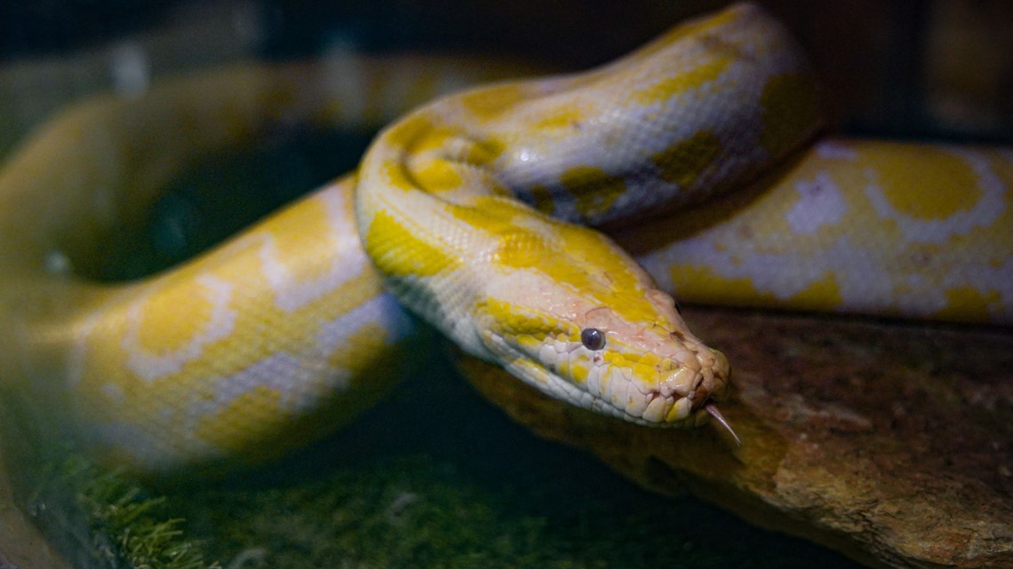 What should this slithery guy be named? | myfoxzone.com