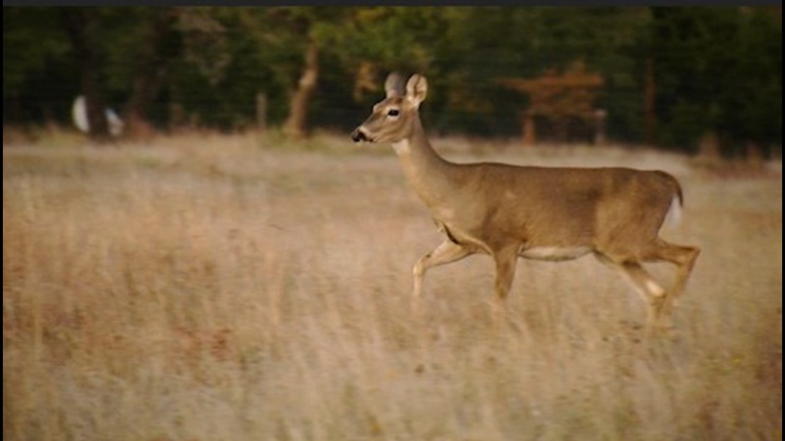 Looking for a new place to hunt in Texas? Apply for a drawn hunt ...
