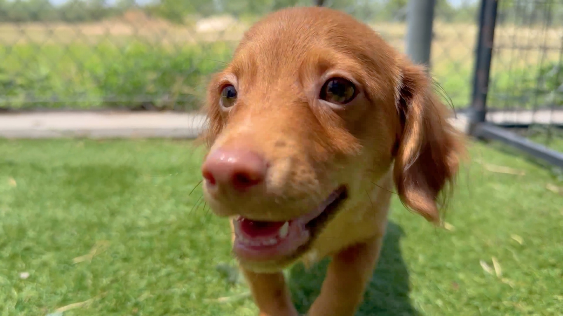 Meet the PAWS, Episode 10 | myfoxzone.com