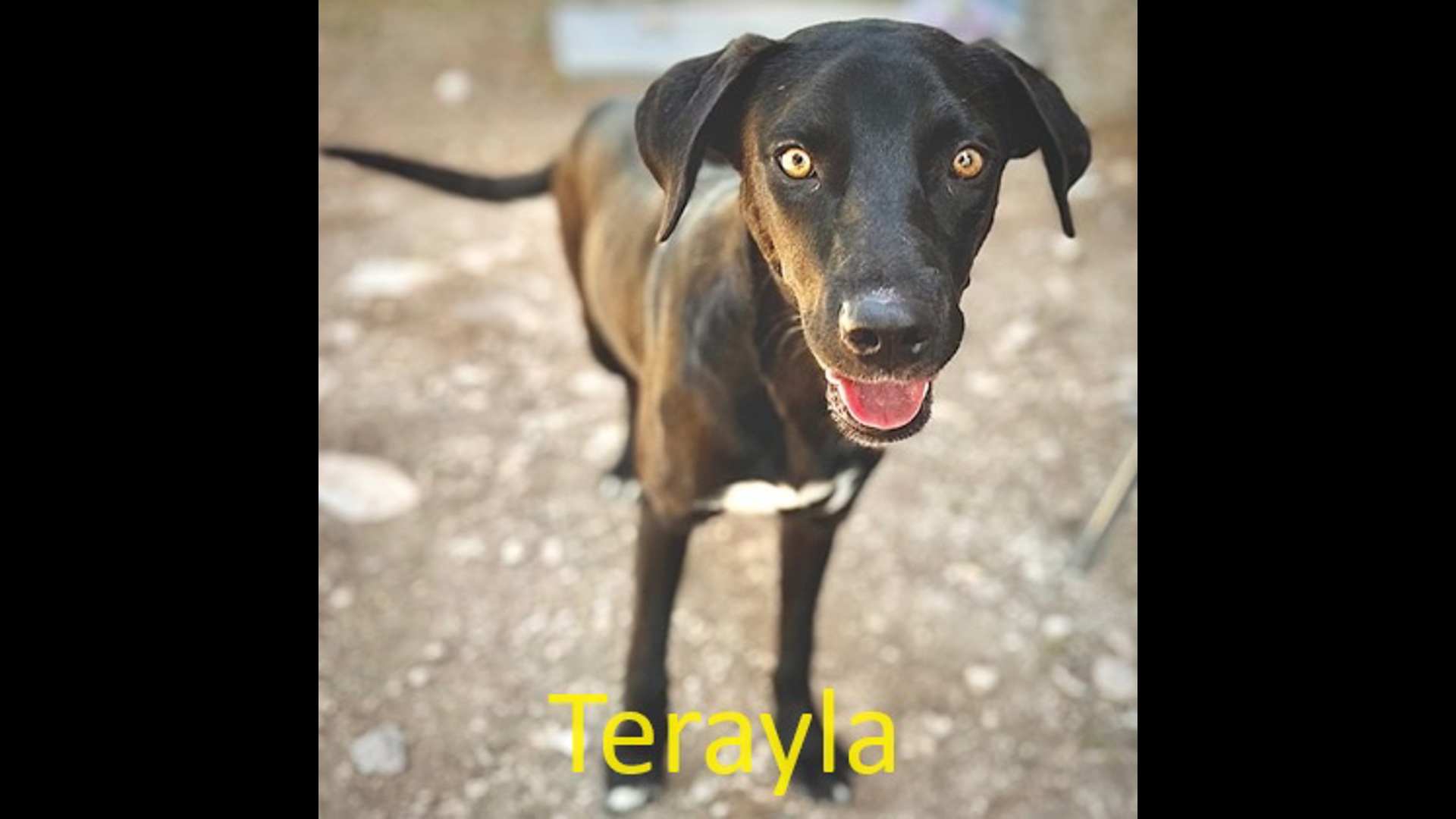 San Angelo Animal Shelter is over capacity | myfoxzone.com