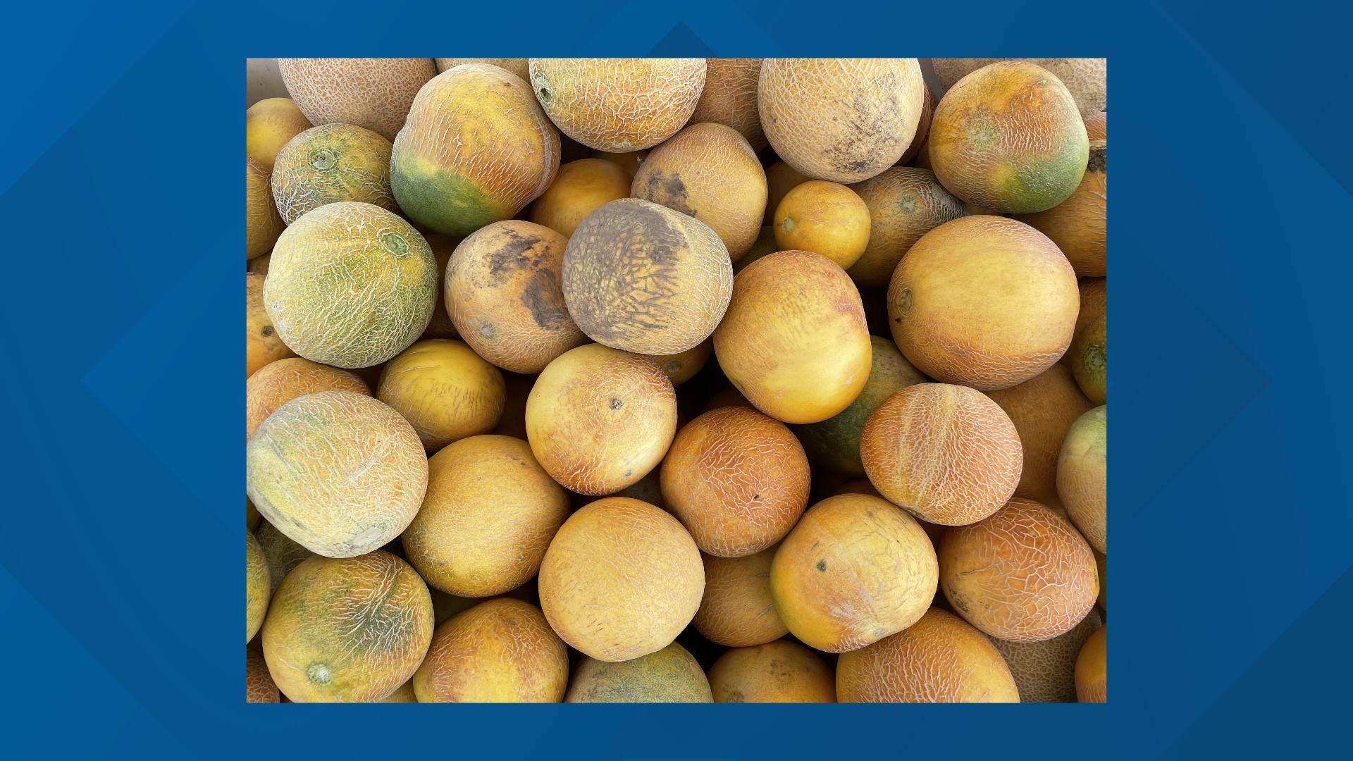 Find fresh fruits at the Concho Valley Farmer's Market Melon Fest ...