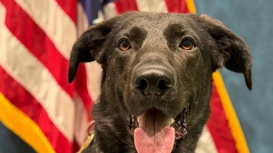 Abilene Police welcome K9 Duke and K9 Switch to the force | myfoxzone.com