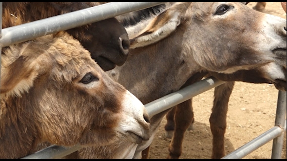 Peaceful Donkey Rescue offers visitors a free, unique experience to ...