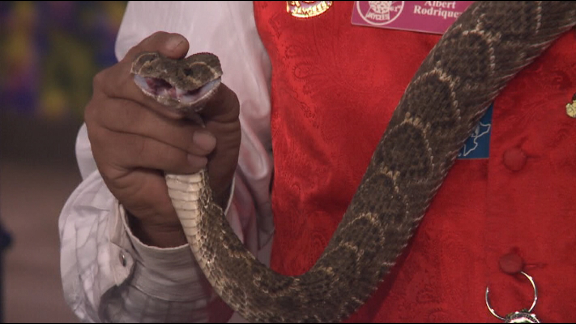 2025 Sweetwater Jaycees Rattlesnake Roundup right around the corner ...