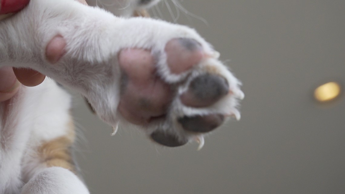 Texas heat can burn dog's paw during summer walks | myfoxzone.com