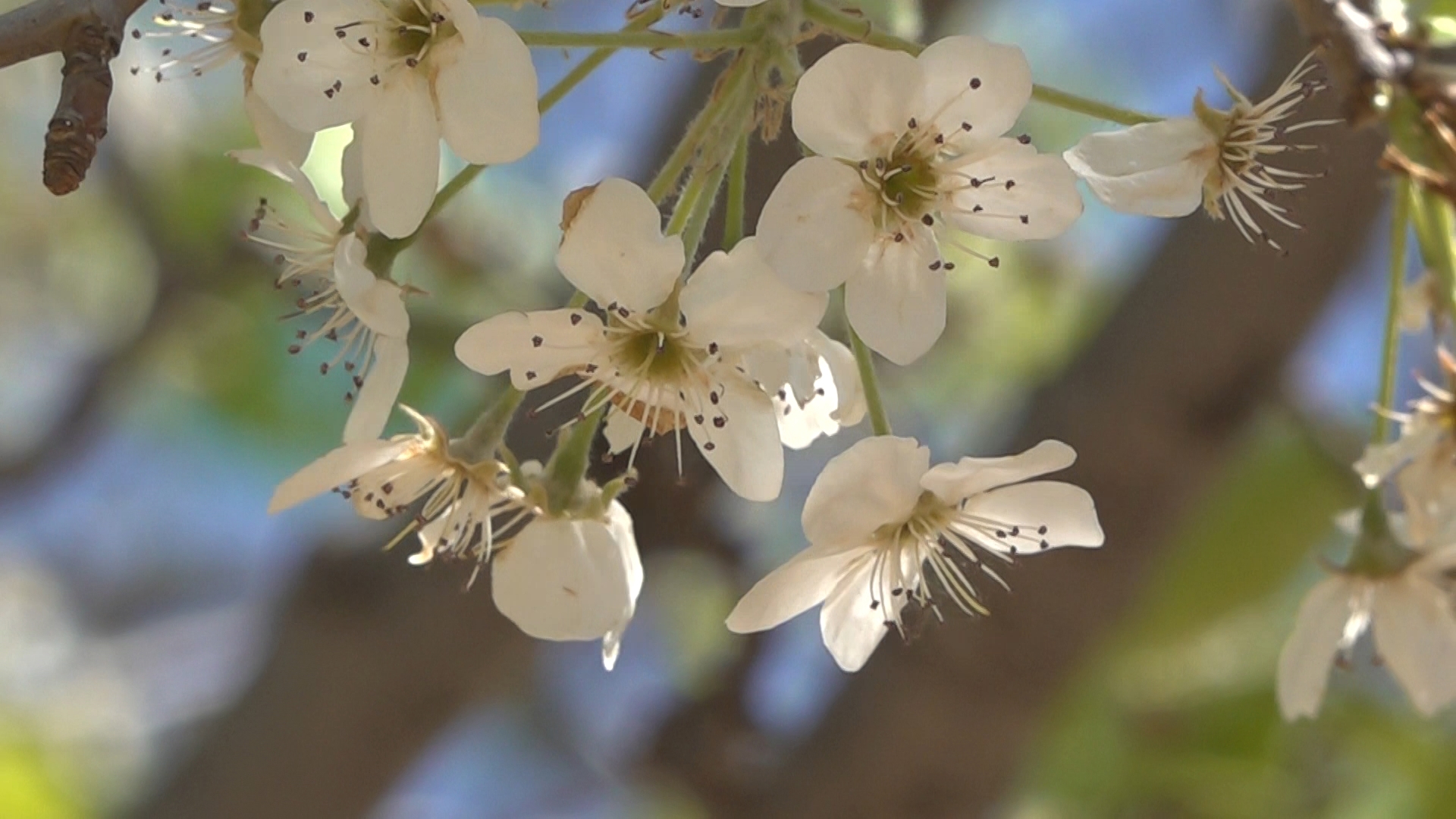 Have you been sneezing? A West Texas doctor says it could be tree ...