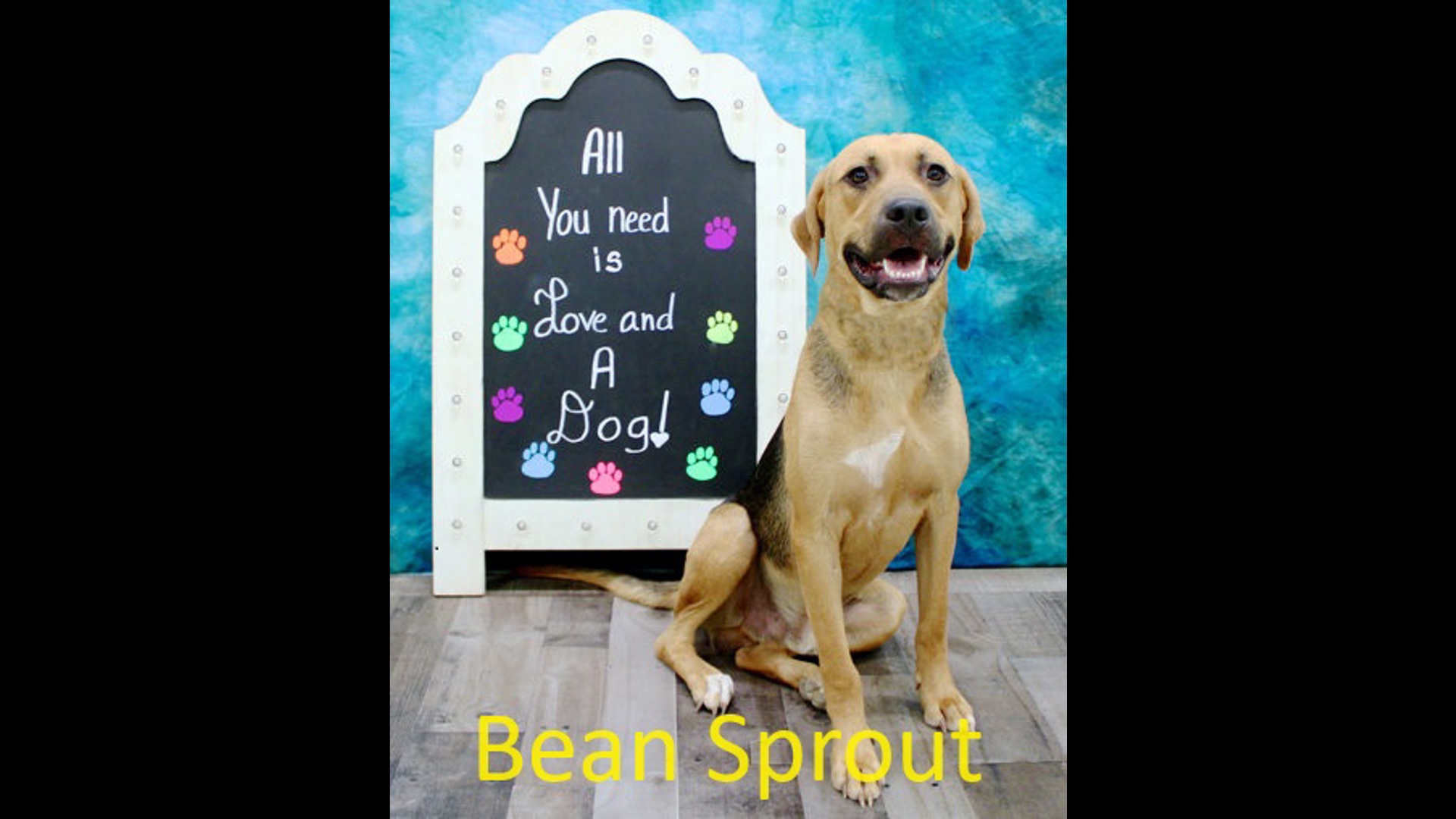 San Angelo Animal Shelter is over capacity | myfoxzone.com