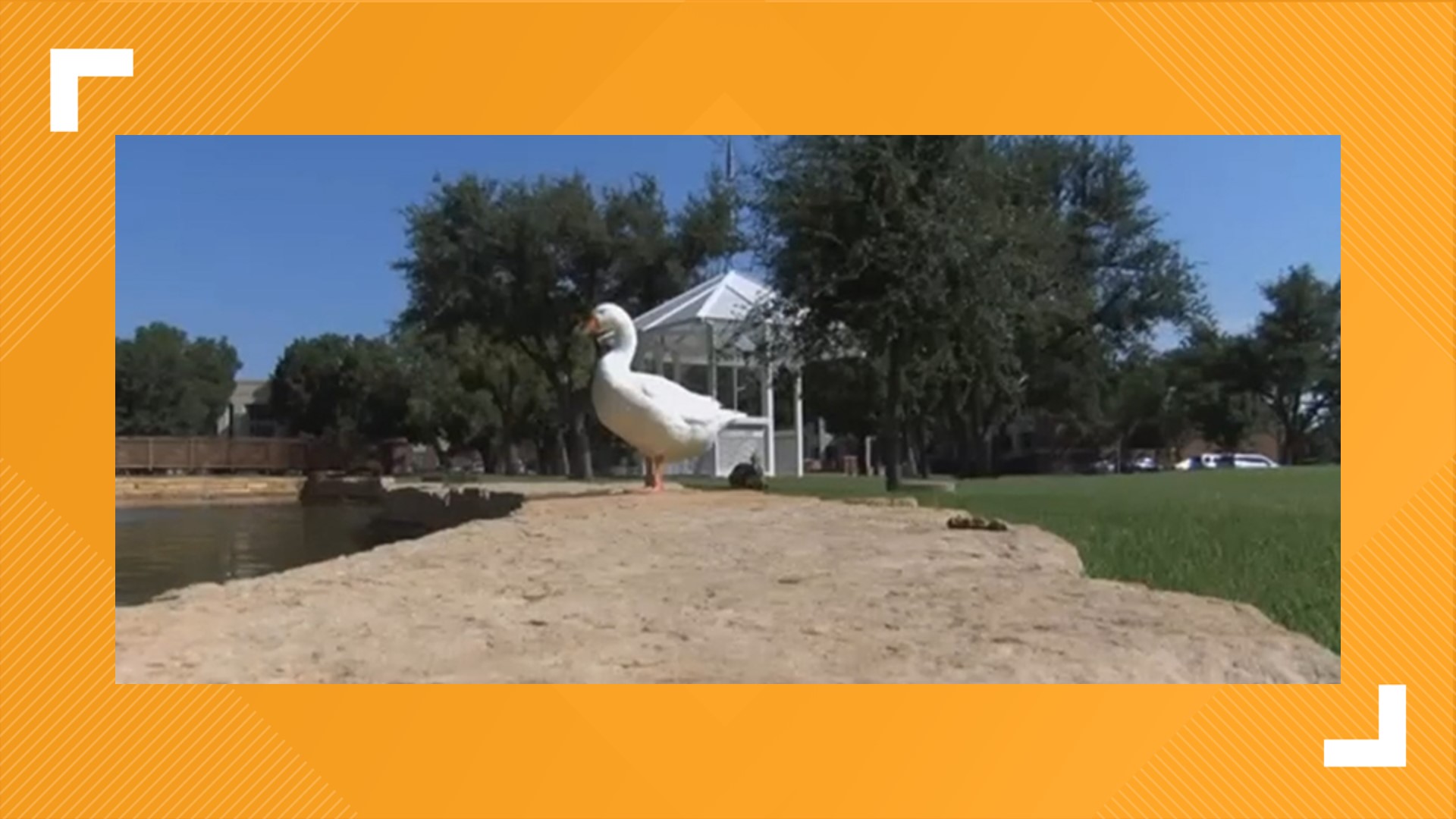 Annual birthday celebration for Gilbert the Goose planned | myfoxzone.com