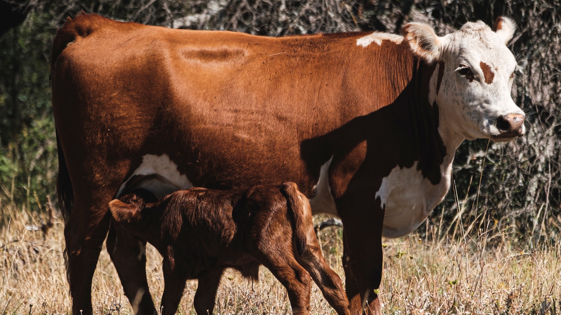 A new frontier for cattle rustling | myfoxzone.com