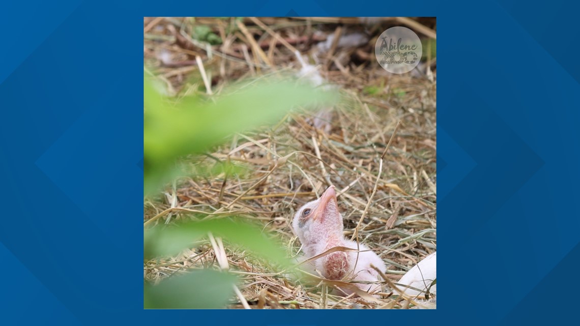 Secretary bird hatches at Abilene Zoo | myfoxzone.com