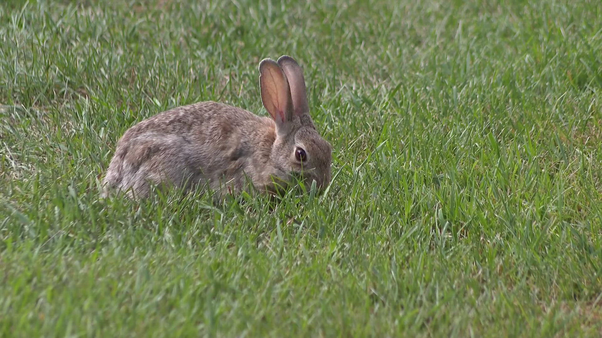 Colorado rabbits show bizarre' 'tentacle' growths on their heads ...